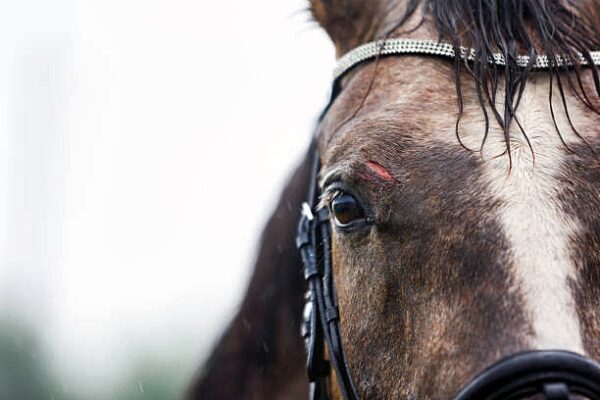 Most Common Horse Worms And Parasites