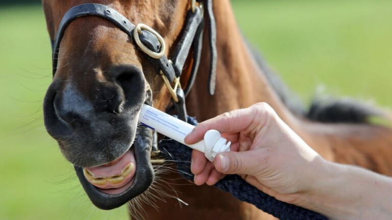 Most Common Horse Worms And Parasites
